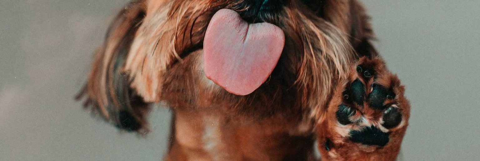 Cracked Dog Paws: Causes, Treatment, and Prevention Tips