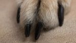 Cracked Dog Paws: Causes, Treatment, and Prevention Tips