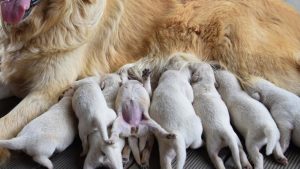 Understanding Dog Heat Cycle: A Detailed Guide