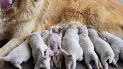 Understanding Dog Heat Cycle: A Detailed Guide