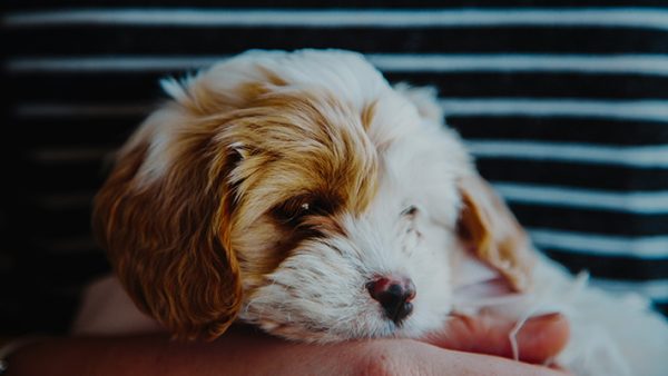 Understanding Dog Heat Cycle: A Detailed Guide