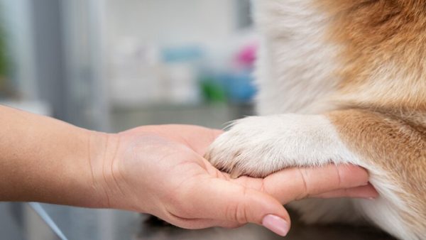 Cracked Dog Paws: Causes, Treatment, and Prevention Tips