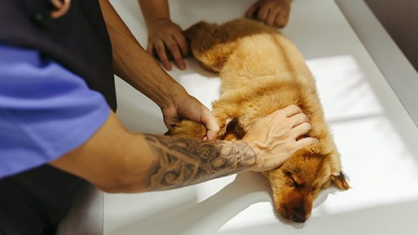 What Is Histiocytoma in Dog, Symptoms, Causes and Treatment?