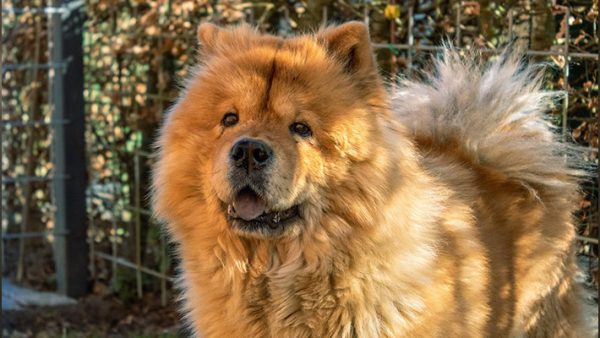 A Closer Look at Chow Chow Dog Breed