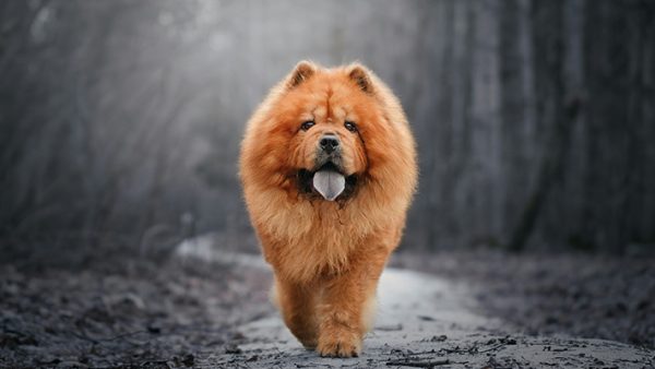 A Closer Look at Chow Chow Dog Breed