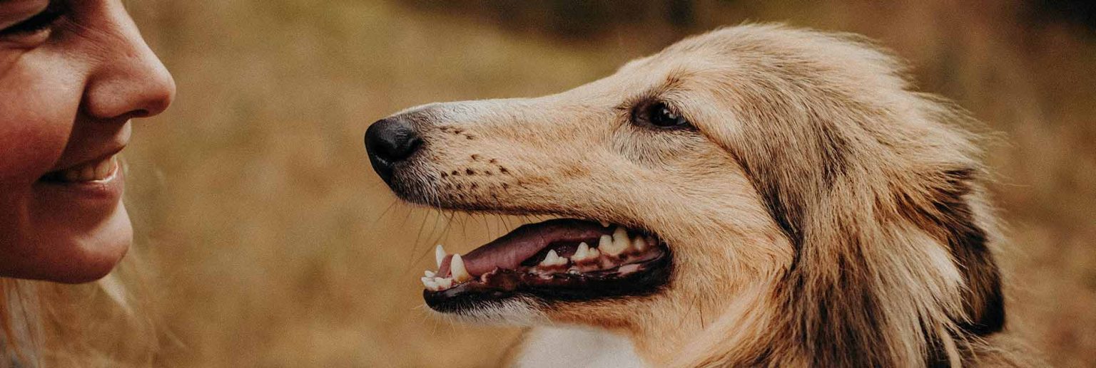 Comprehensive Breed Overview of Mini Collie Dog Breed