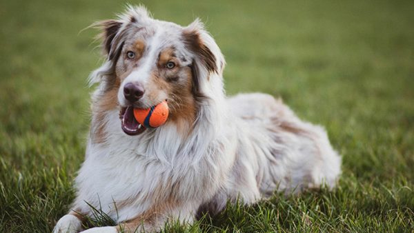 Comprehensive Breed Overview of Mini Collie Dog Breed