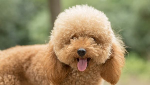 Big, Small, or Teacup-Sized? The Different Types of Poodles