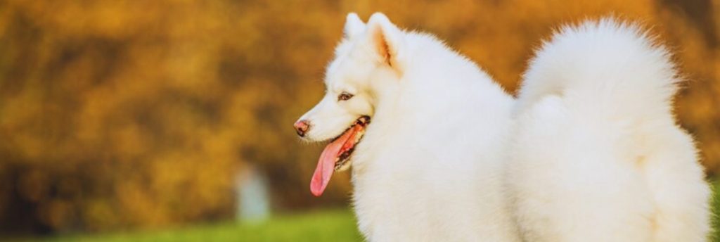 Want an Indian Spitz? Here’s Everything You Need To Know