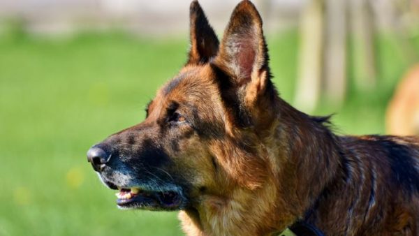 What’s Beneath The Fur: A Look At German Shepherd Skeleton