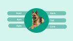 What’s Beneath The Fur: A Look At German Shepherd Skeleton