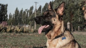What’s Beneath The Fur: A Look At German Shepherd Skeleton