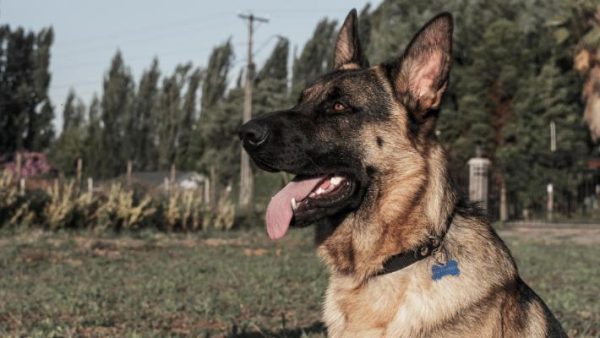 What’s Beneath The Fur: A Look At German Shepherd Skeleton