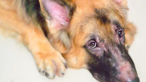 A Look At Common German Shepherd Health Issues
