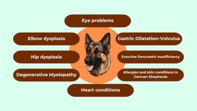 A Look At Common German Shepherd Health Issues