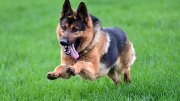 A Look At Common German Shepherd Health Issues