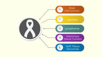 Cancer lump on dog: When To Worry and What To Do