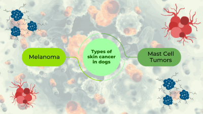 Skin Cancer Lump On Dog: Signs, Diagnosis & Treatment Options