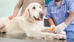 All You Need to Know About Crusty Scab on Dog and to Deal with It