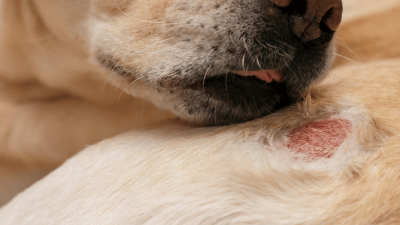 All You Need to Know About Crusty Scab on Dog and to Deal with It