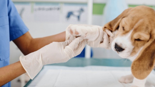 All You Need to Know About Crusty Scab on Dog and to Deal with It