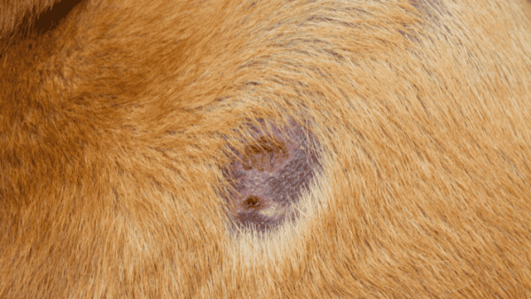 Cancer lump on dog: When To Worry and What To Do