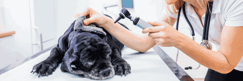 Paraphimosis in Dogs: What Every Pet Parent Should Know