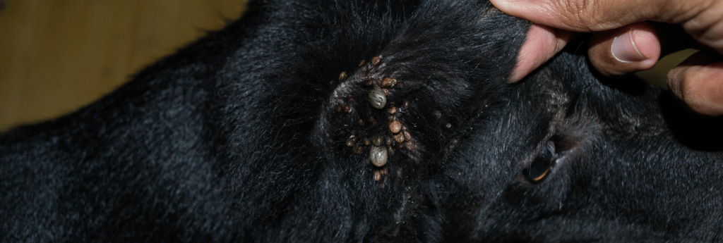 Everything You Need to Know About Prevention & Removal