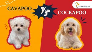 Cavapoo vs Cockapoo: A Detailed Comparison for Dog Lovers