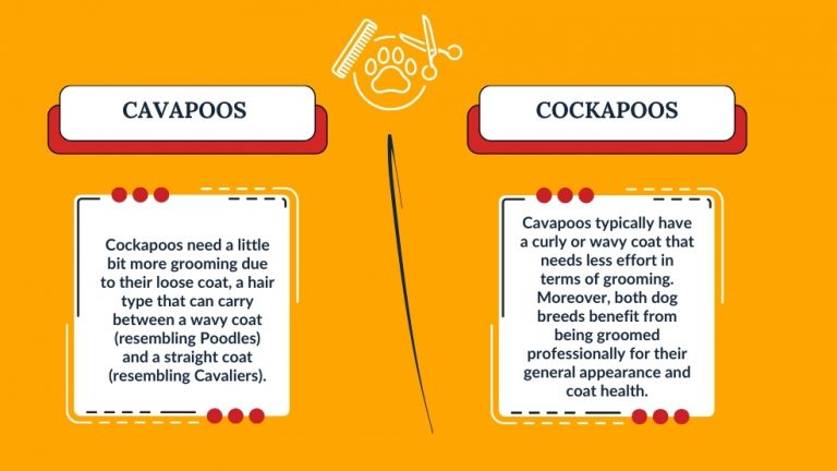 Cavapoo vs Cockapoo: A Detailed Comparison for Dog Lovers