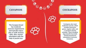 Cavapoo vs Cockapoo: A Detailed Comparison for Dog Lovers