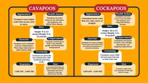 Cavapoo vs Cockapoo: A Detailed Comparison for Dog Lovers