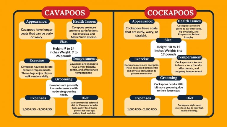 Cavapoo vs Cockapoo: A Detailed Comparison for Dog Lovers