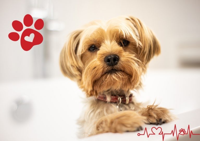 All You Need to Know About Havapoo Dogs: The Perfect Mix