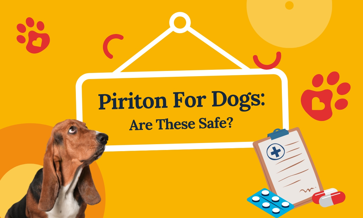 Piriton For Dogs: Are These Safe? (+ Piriton Dosage Chart)