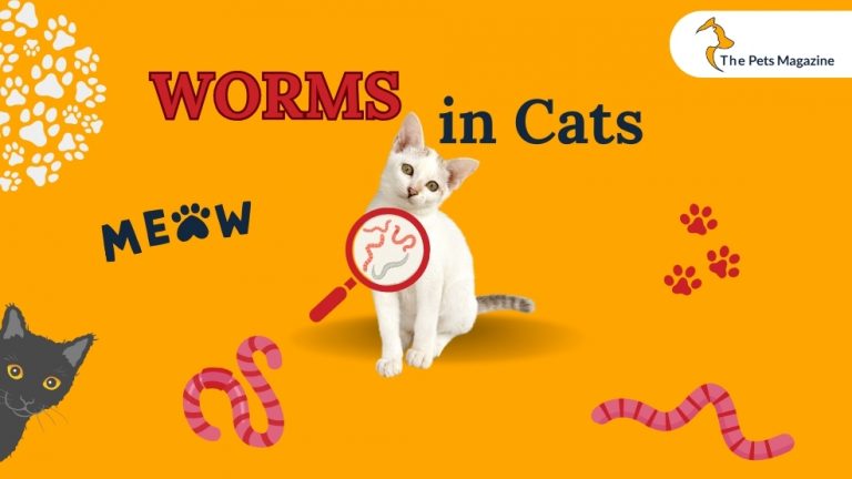 Signs Of Worms in Cats, Types, Causes and Treatment