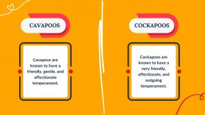 Cavapoo vs Cockapoo: A Detailed Comparison for Dog Lovers