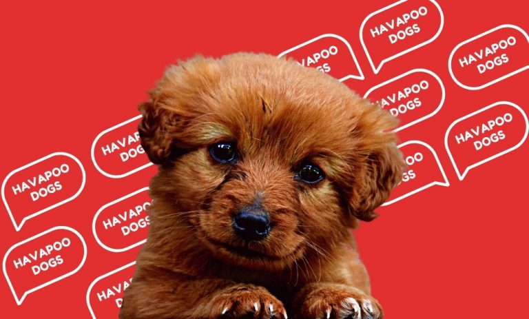 All You Need to Know About Havapoo Dogs: The Perfect Mix