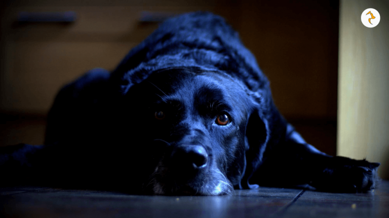 Why Is My Dog Crying At Night? Let's Find Out The Possible Causes