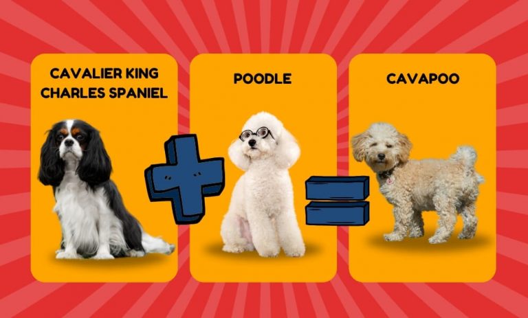 Get To Know the Cavapoo: Your Ultimate Guide to Adorable Designer Breed - ThePetsMagazine