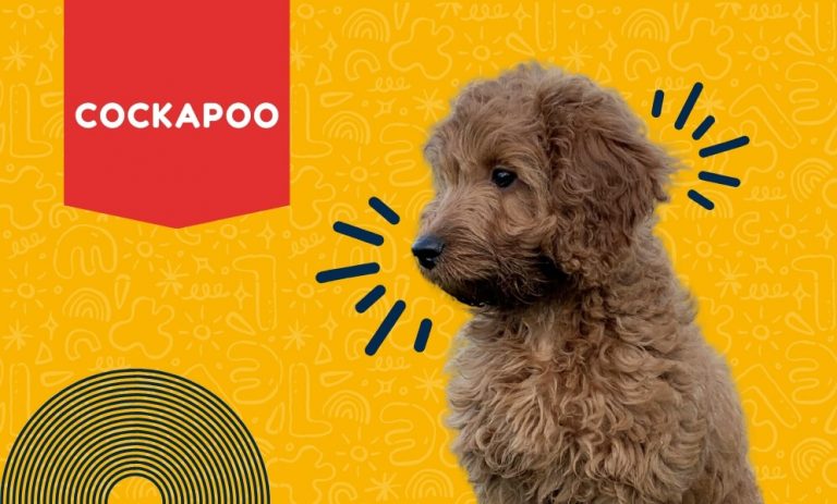 Here Are The Secrets to a Longer Cockapoo Lifespan