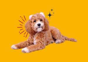 Here Are The Secrets to a Longer Cockapoo Lifespan