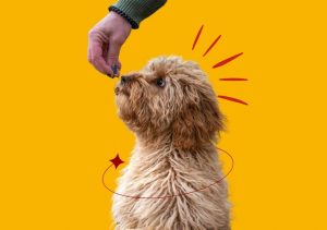 Get To Know the Cavapoo: Your Ultimate Guide to Adorable Designer Breed ...