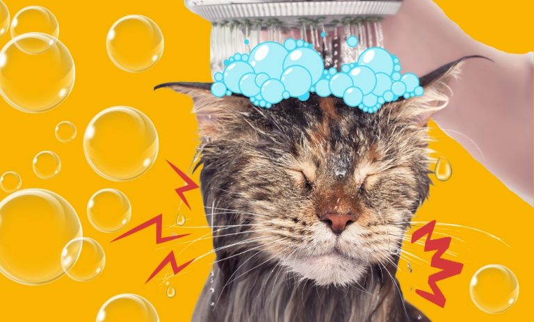 How To Bathe a Cat - The Ultimate Tips and Tricks