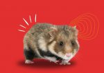 How To Train Your Hamster: Beginner-Friendly Tips and Techniques