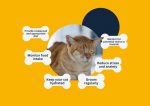 Understanding Your Cat’s Health: Cat Vomit Color Chart Explained