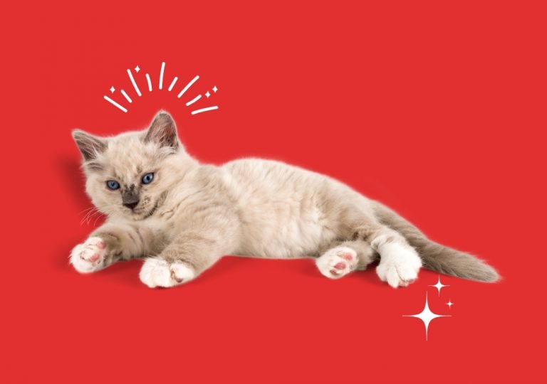 A Guide to Common Cat Behavior and Body Language