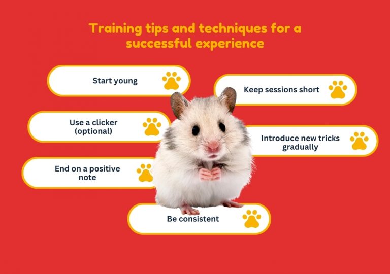 How To Train Your Hamster: Beginner-Friendly Tips and Techniques