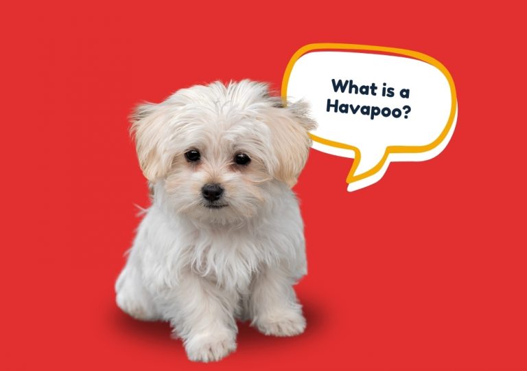 All You Need to Know About Havapoo Dogs: The Perfect Mix