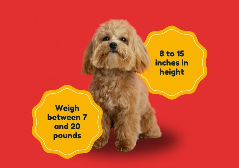 All You Need to Know About Havapoo Dogs: The Perfect Mix